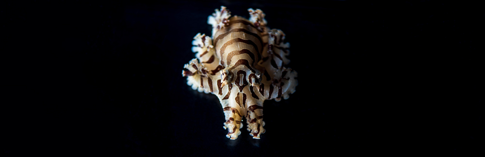 Lesser Pacific Striped Octopus | Marine Biological Laboratory