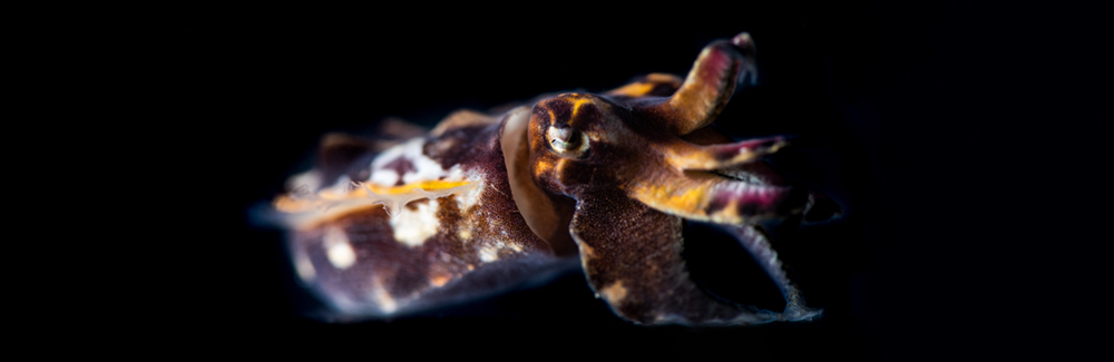 Flamboyant Cuttlefish | Marine Biological Laboratory