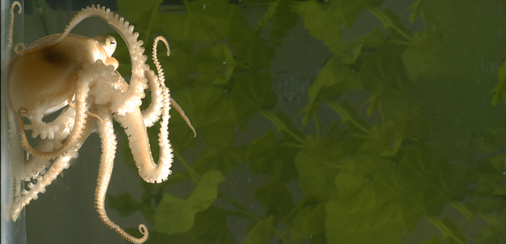 On a Limb: How an Octopus Regrows Its Arms | Mental Floss | Marine ...