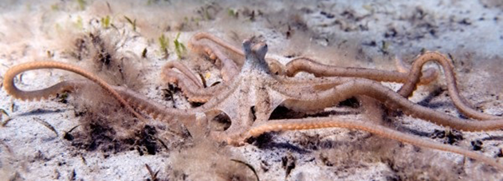 A Deep Dive to Discover How Diverse Octopus Species Coexist | Newswise ...