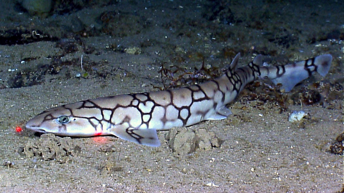 MBL March Madness: Chain Catshark | Marine Biological Laboratory