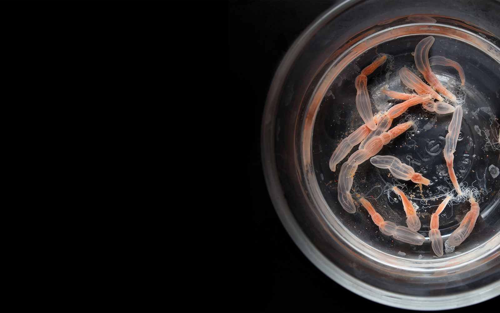 Groundbreaking Research at the MBL | Marine Biological Laboratory