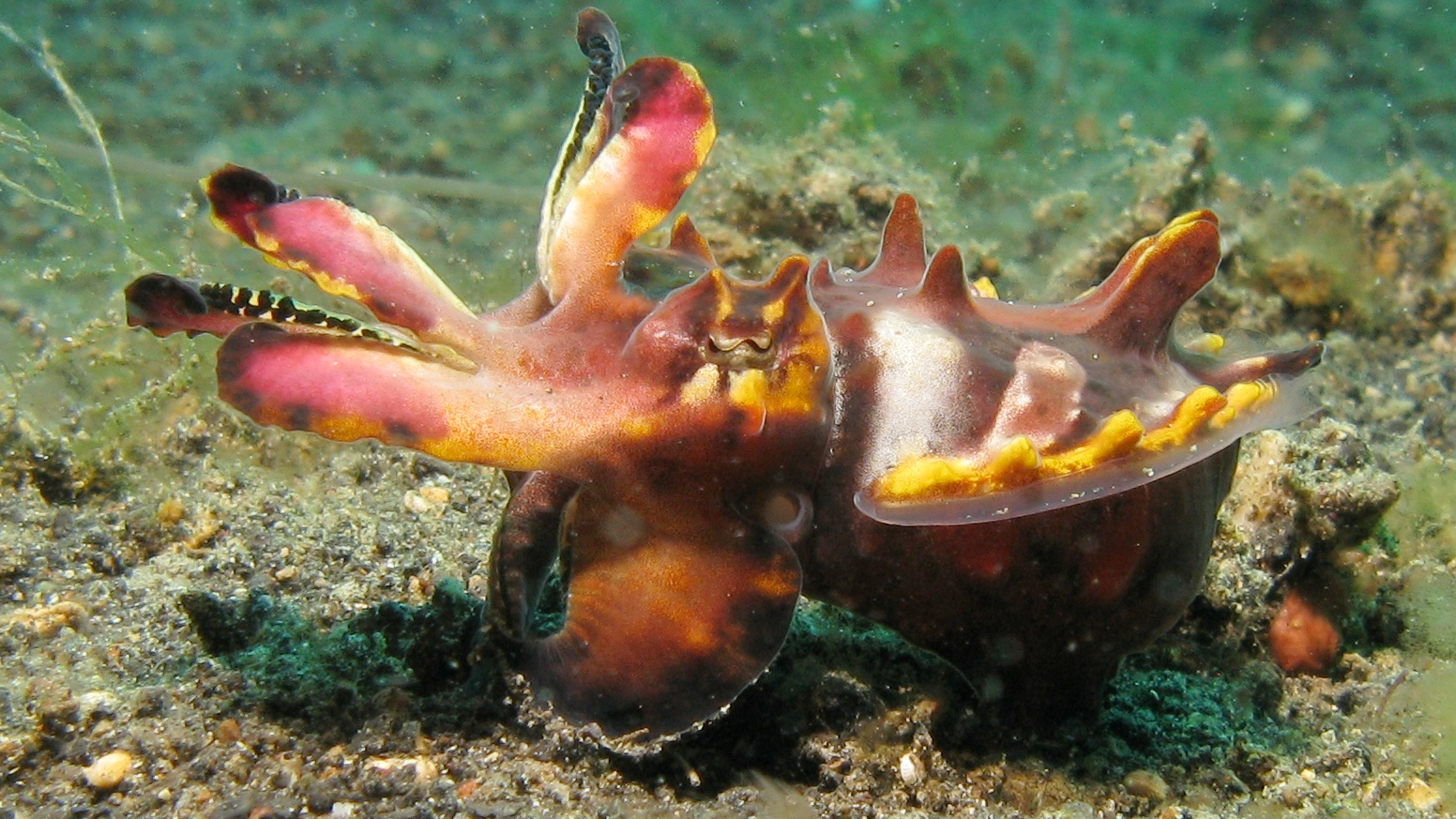 MBL March Madness: Flamboyant Cuttlefish | Marine Biological Laboratory