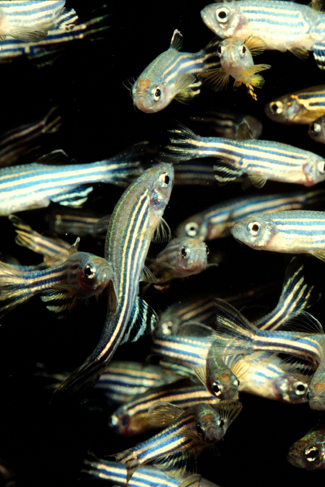MBL March Madness: Zebrafish | Marine Biological Laboratory