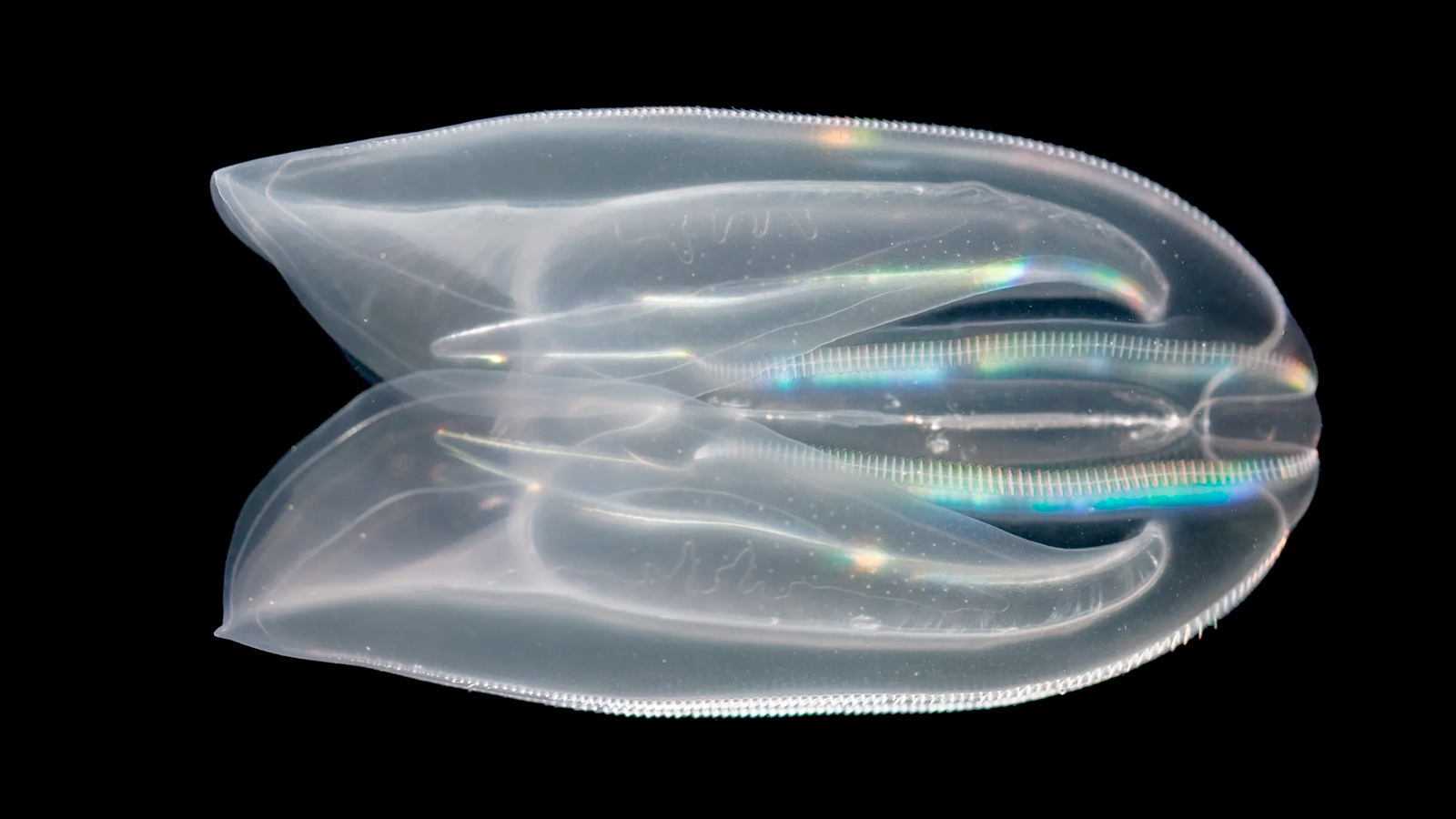 Giant Comb Jelly