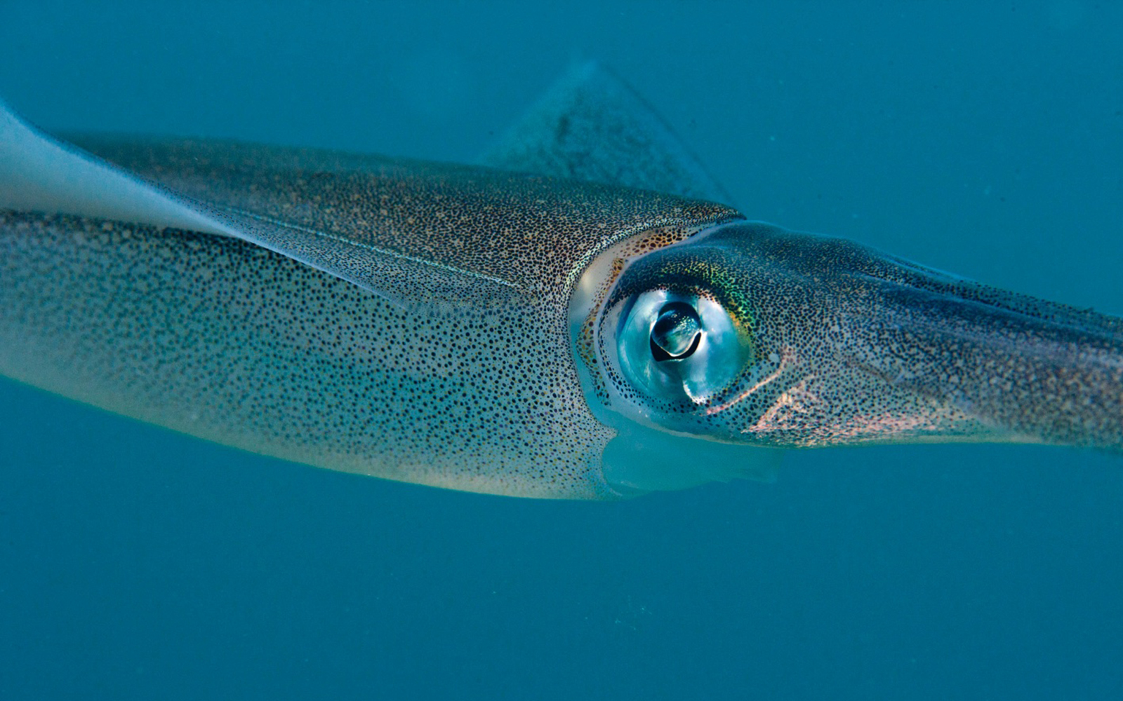 Eugene Bell Center | Marine Biological Laboratory