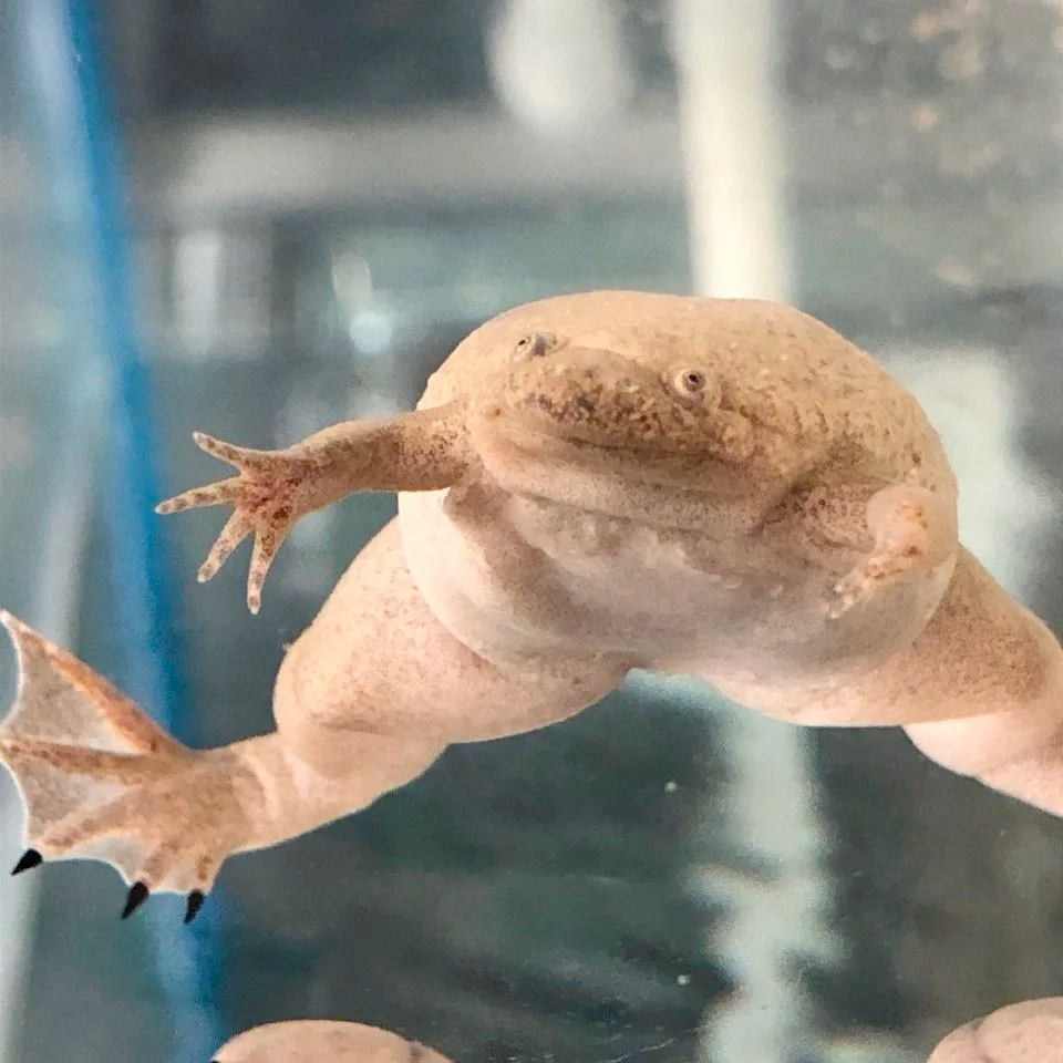 MBL March Madness: Western Clawed Frog | Marine Biological Laboratory