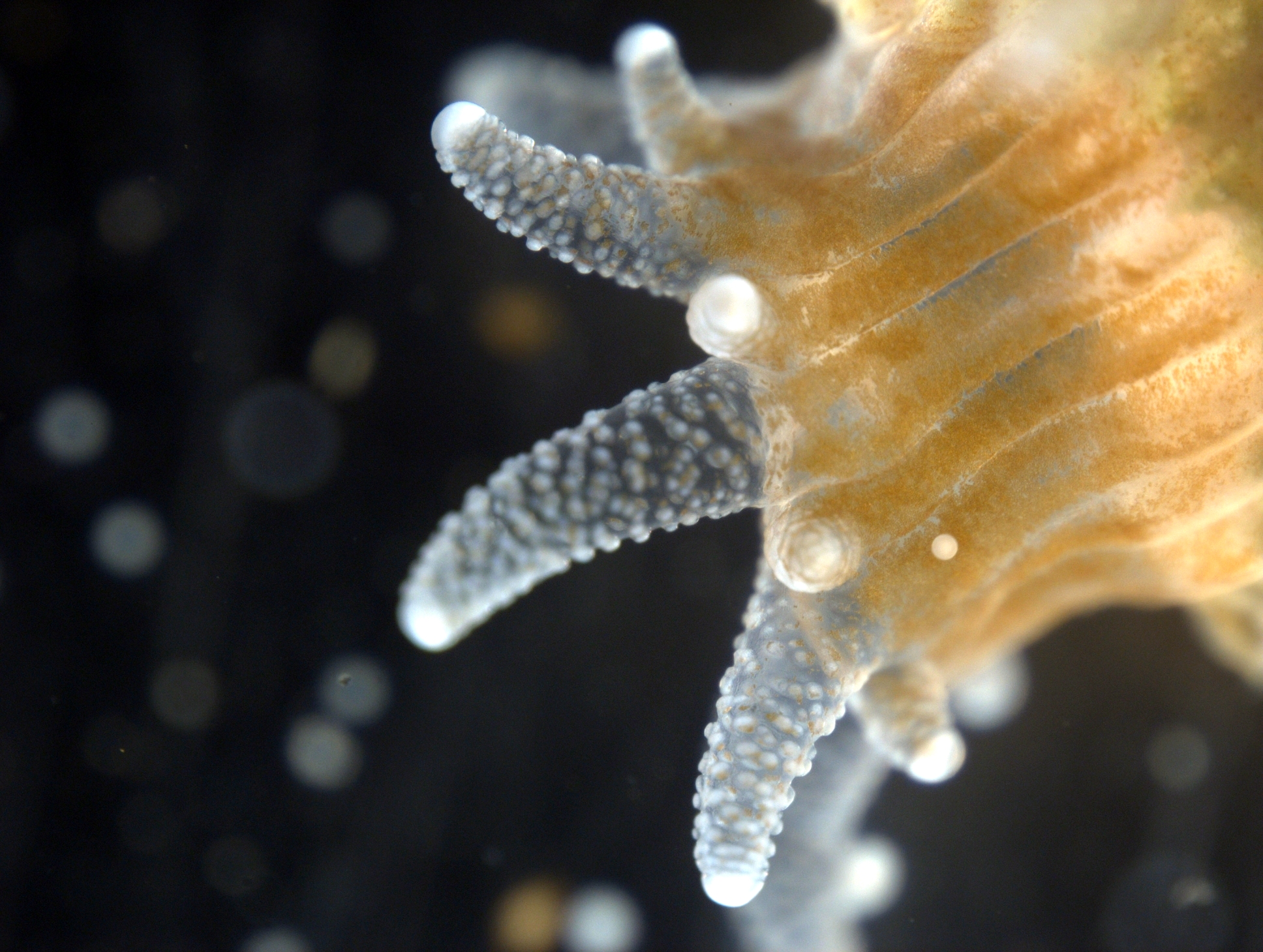 MBLSciShoots: Cape Cod Corals | Marine Biological Laboratory
