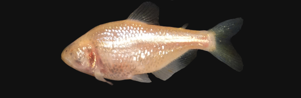 Blind Cavefish Offer Evidence for Alternative Mechanism of Evolutionary ...