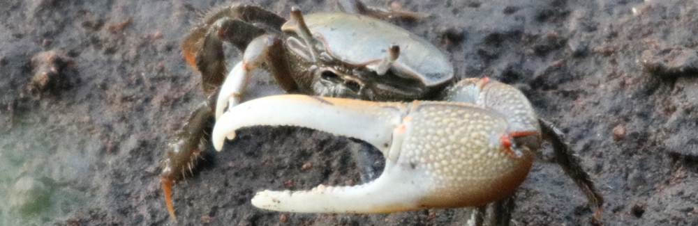 Fiddler on the Roof? Northern Extension of Fiddler Crabs' Range May be ...