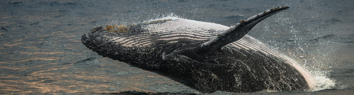 Whale Course Among UChicago-MBL Programs to be Held in Woods Hole ...