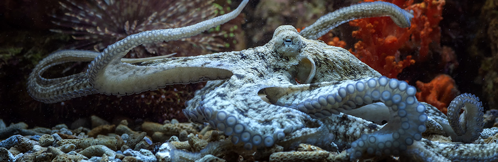 Octopuses Rewrite RNA. Is That Why They’re So Smart? | Washington Post ...