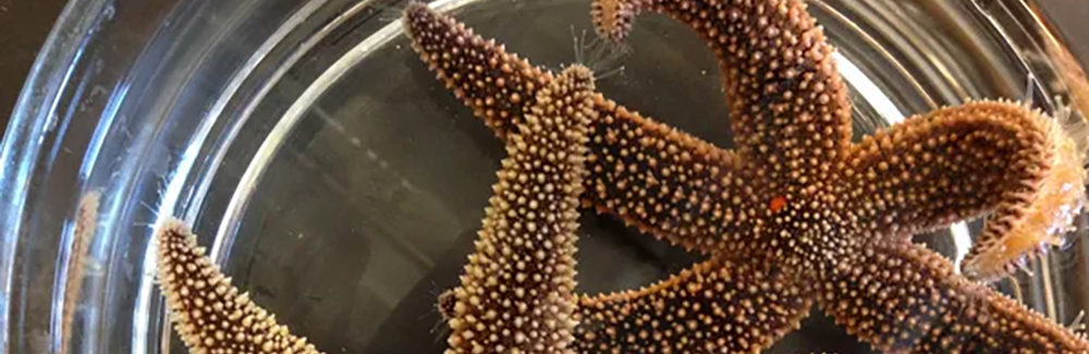 How Sea Stars Get Their Symmetry | Whitehead Institute | Marine ...