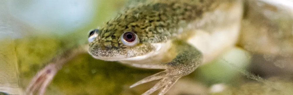 Best Pregnancy Test used to be African Clawed Frogs | Business Insider ...