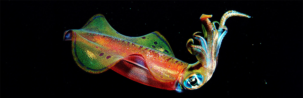 Squid Communicate With a Secret, Skin-Powered Alphabet | WIRED | Marine ...