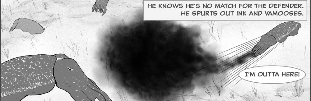 Cuttlefish Brawl | Hakai Magazine | Marine Biological Laboratory