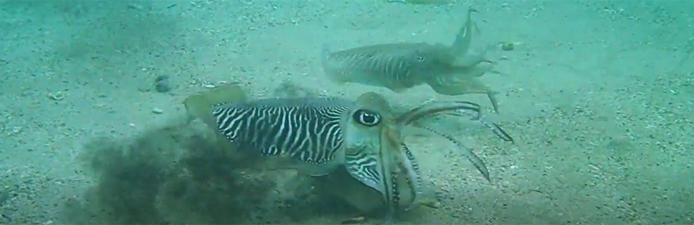 Battle of Cuttlefish Caught on Tape | The New York Times | Marine ...