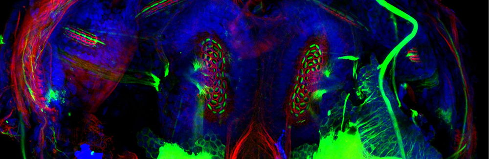 The Inner Ear in Living Color | @m_scheibinger | Marine Biological ...