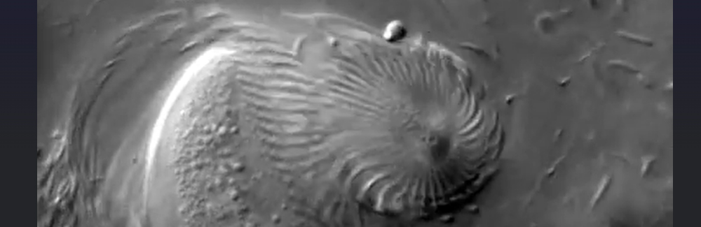 Termite Gut Protists! | MBL Microbial Diversity Course | Marine ...