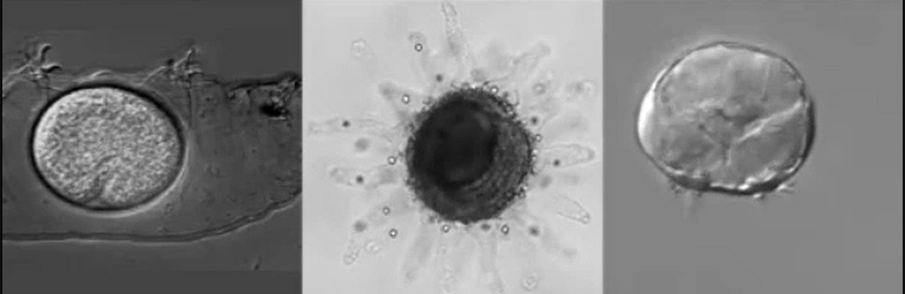 First Day in the Life of Nine Amazing Creatures | NIH Director's Blog ...