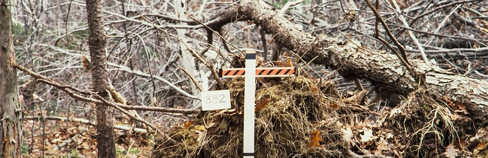 Scientists are Blown Away by Hurricane Simulation | Harvard Gazette ...