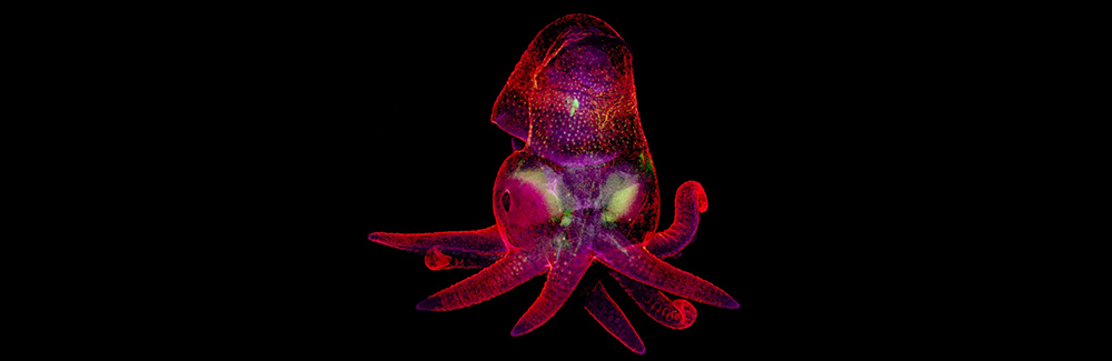 Disco Octopus, Cosmic Pretzel and More: October’s Best Science Images ...