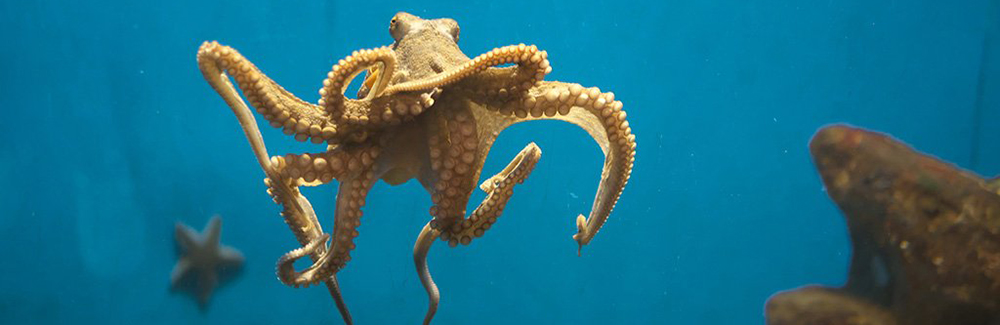 Mesmerizing Video Study Reveals How Octopus Arms Are So Flexible ...