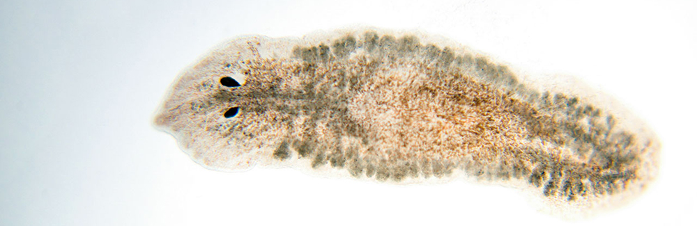 This One, Newly Discovered Cell Can Remake a Whole Animal | Science ...