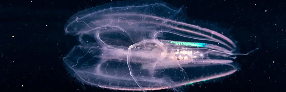 The Tiniest Swimmers: Comb Jelly Locomotion at a Microscopic Scale ...