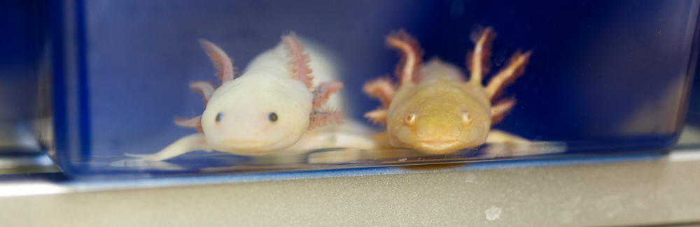 Axolotl | Marine Biological Laboratory