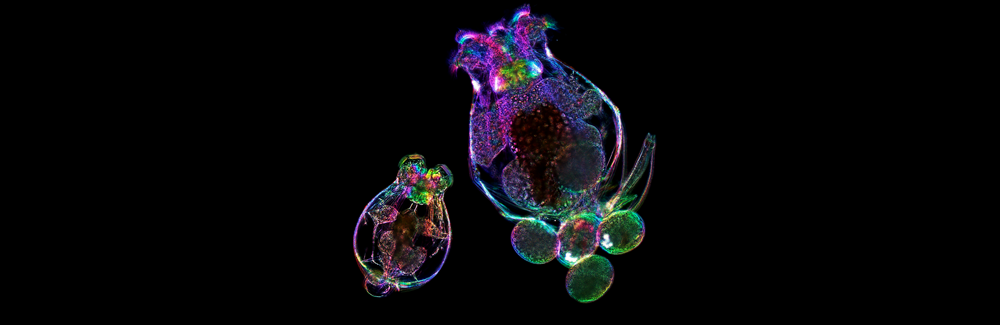 Rotifer | Marine Biological Laboratory