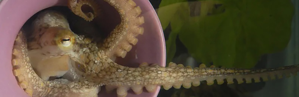 Octopuses' Big Brains And Unique Behavior Spur Basic Research | NPR ...