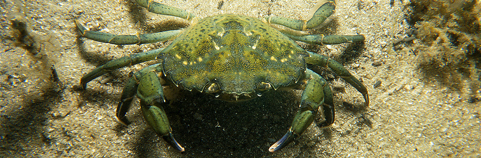 MBL SciShoots: Invasive Alien Species | Marine Biological Laboratory