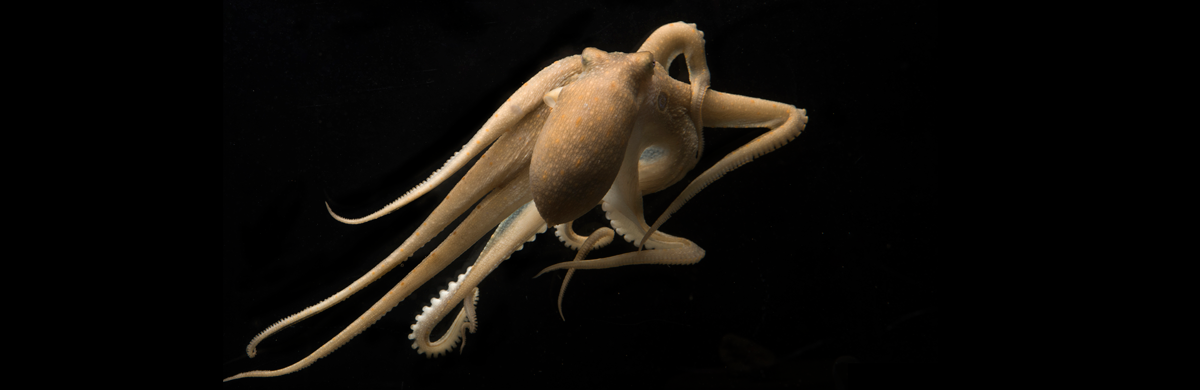 California Two-Spot Octopus | Marine Biological Laboratory