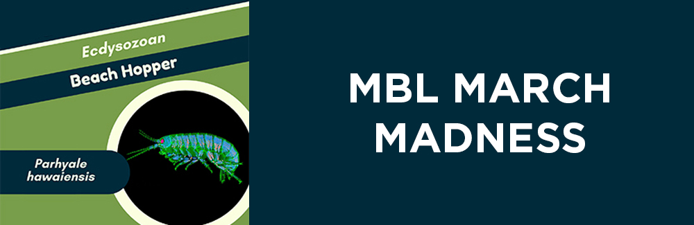 MBL March Madness: Beach Hopper | Marine Biological Laboratory