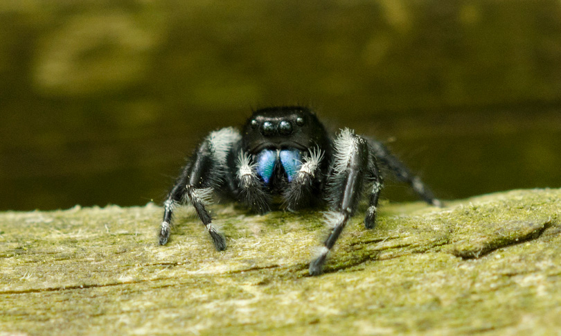 Why Do Spiders Have 8 Legs? | Live Science | Marine Biological Laboratory