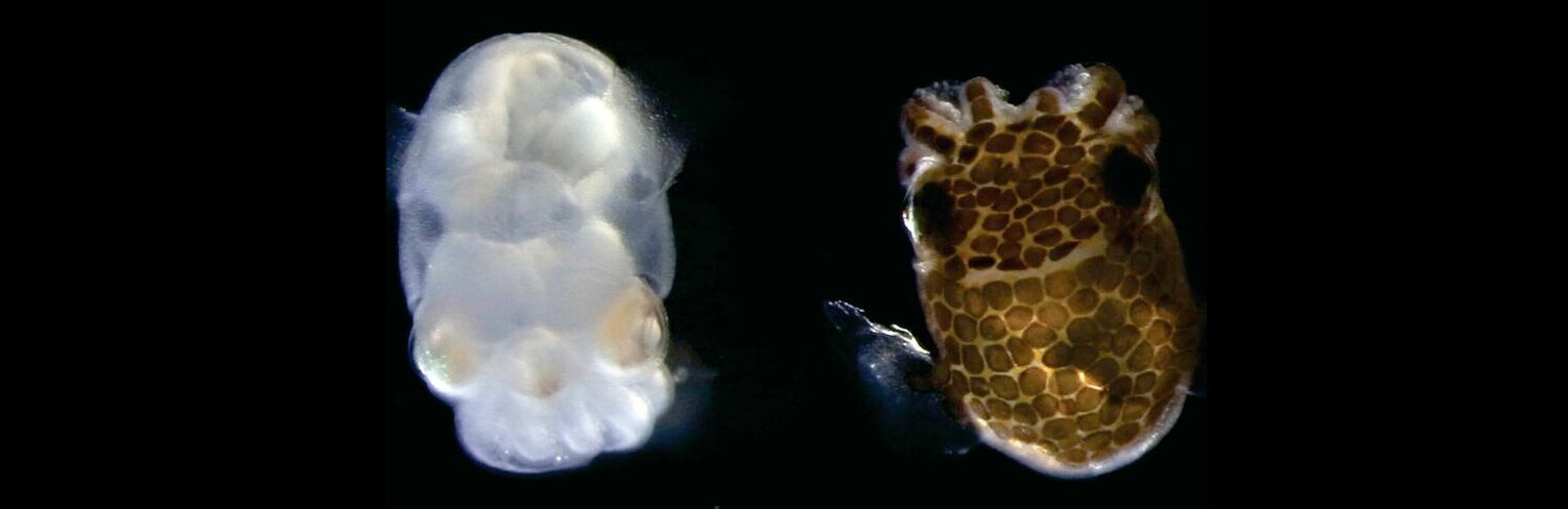 How Scientists Engineered A See-through Squid with its Brain in Plain ...