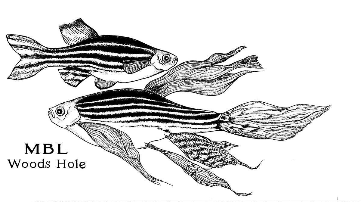 Zebrafish Drawing