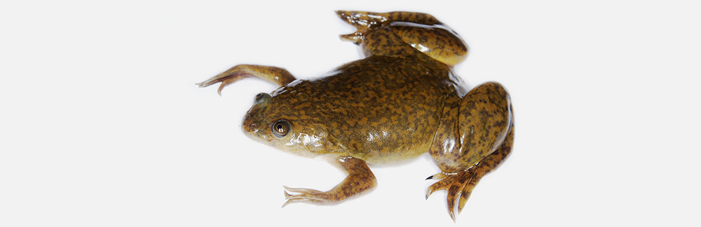 Best Pregnancy Test used to be African Clawed Frogs | Business Insider ...