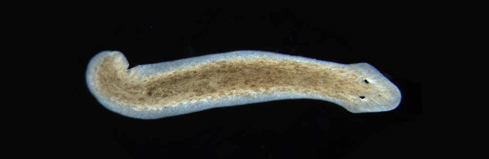 This One, Newly Discovered Cell Can Remake a Whole Animal | Science ...