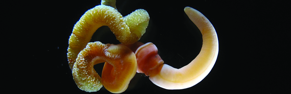 Lured by the Acorn Worm | Nature Ecology & Evolution Community | Marine ...