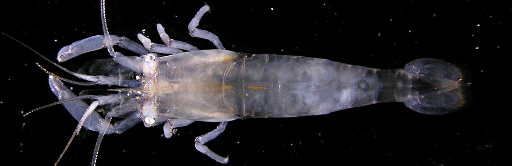 Some Aquatic Species Evolved See-Through Bodies For Camouflage ...