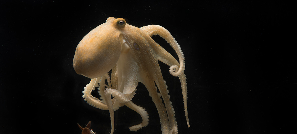 How Octopuses can Edit their own RNA to Respond to Environmental ...
