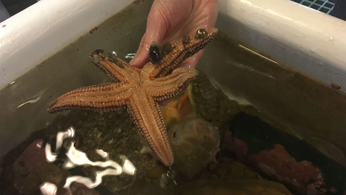 How Many Arms Do Starfish Have? If You Said ‘Five,’ You’re Wrong | The ...