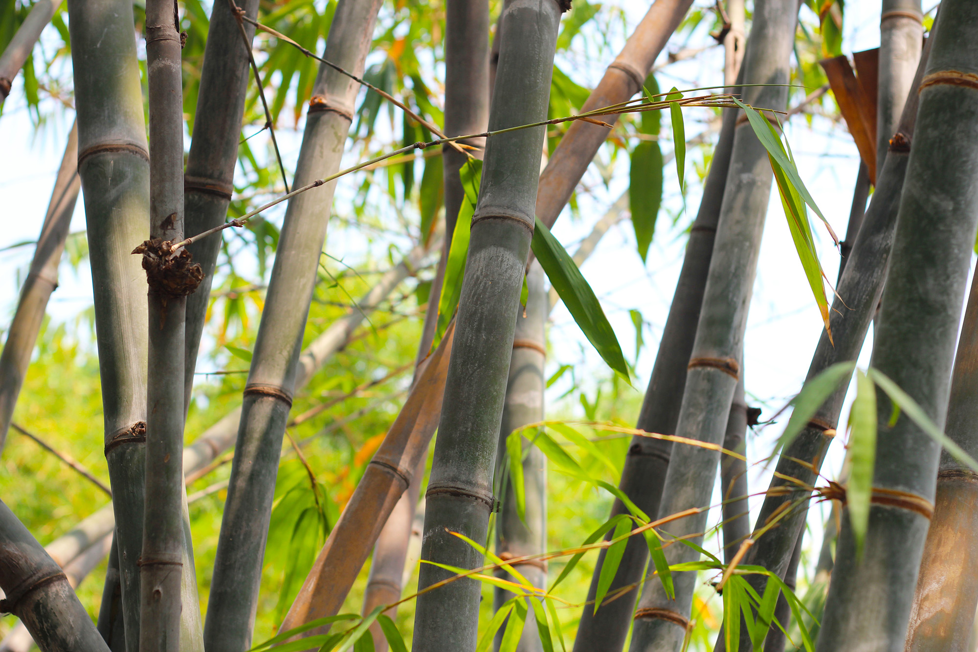 Bamboo Dying In Falmouth But Will Not Be Gone Forever | Falmouth ...