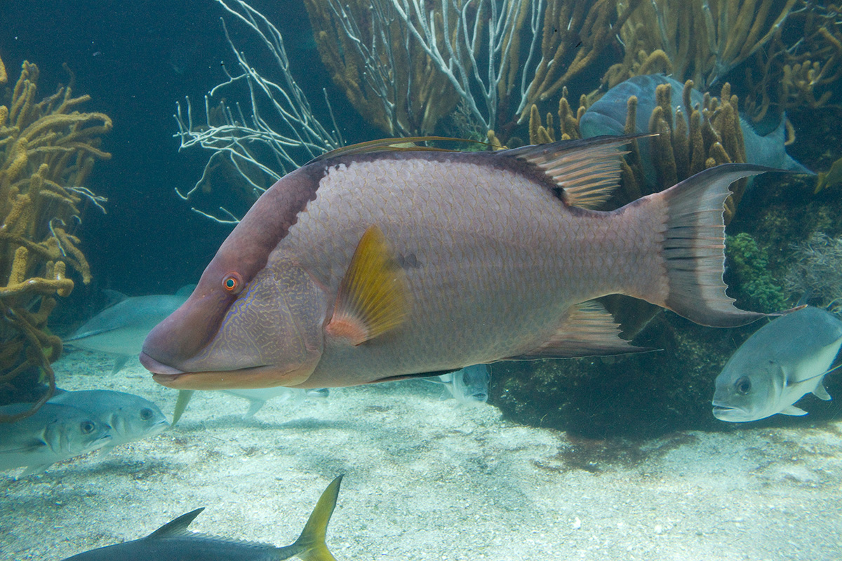 Hogfish ‘See’ With Their Skin, Even When They’re Dead | The New York ...