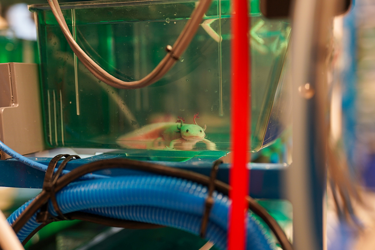 Studying a Gene Lurking in the Regeneration Pathway of Axolotls: A ...