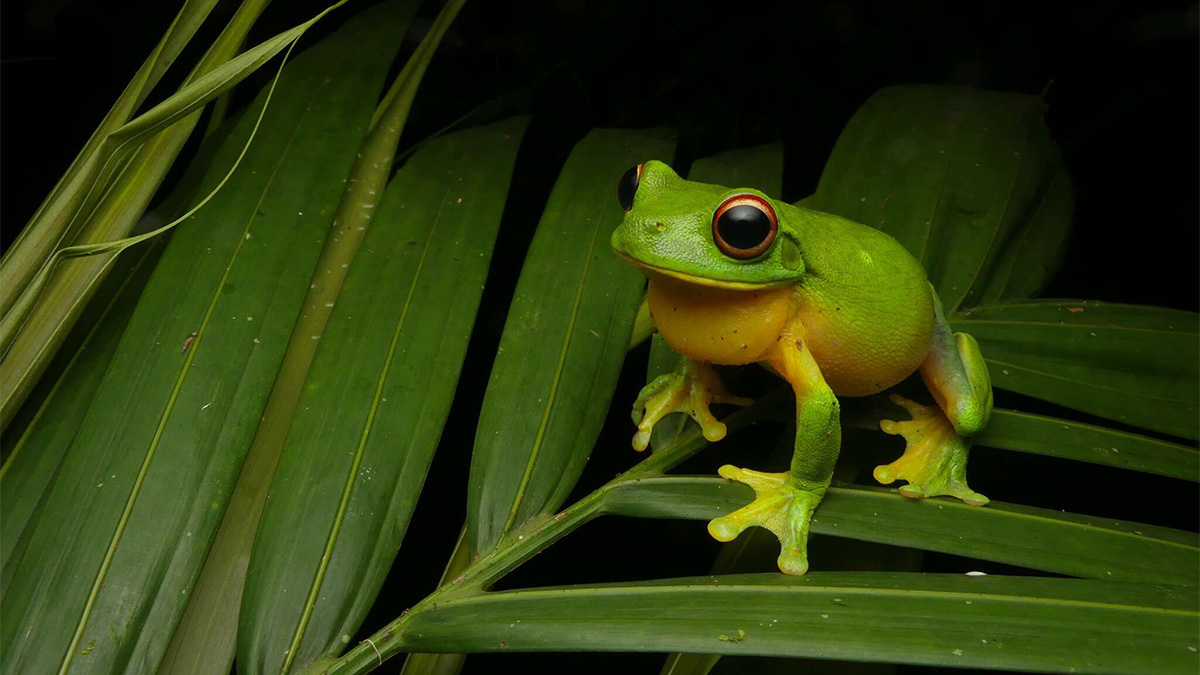 Raising Frogs Takes a Village: Accelerating Amphibian Research at the ...