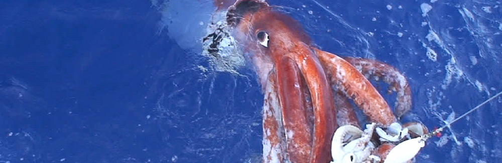 The Legendary, Mysterious Giant Squid's Genome is Revealed | Marine ...