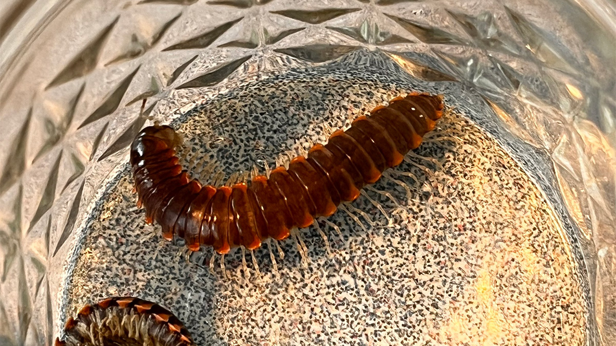 A Final Publication from David Remsen | Marine Biological Laboratory